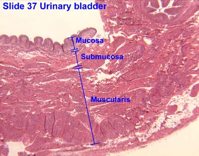 Urinary